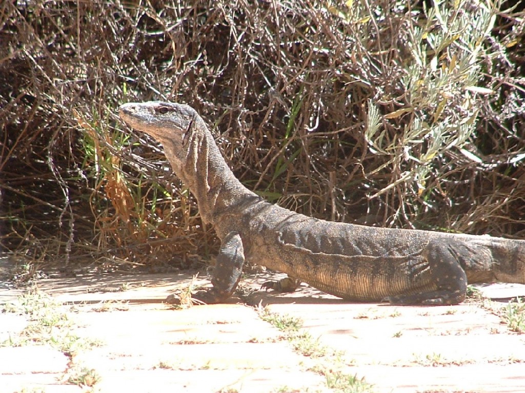 Australian Story | 70's Big